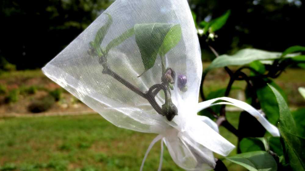 Pollination bags