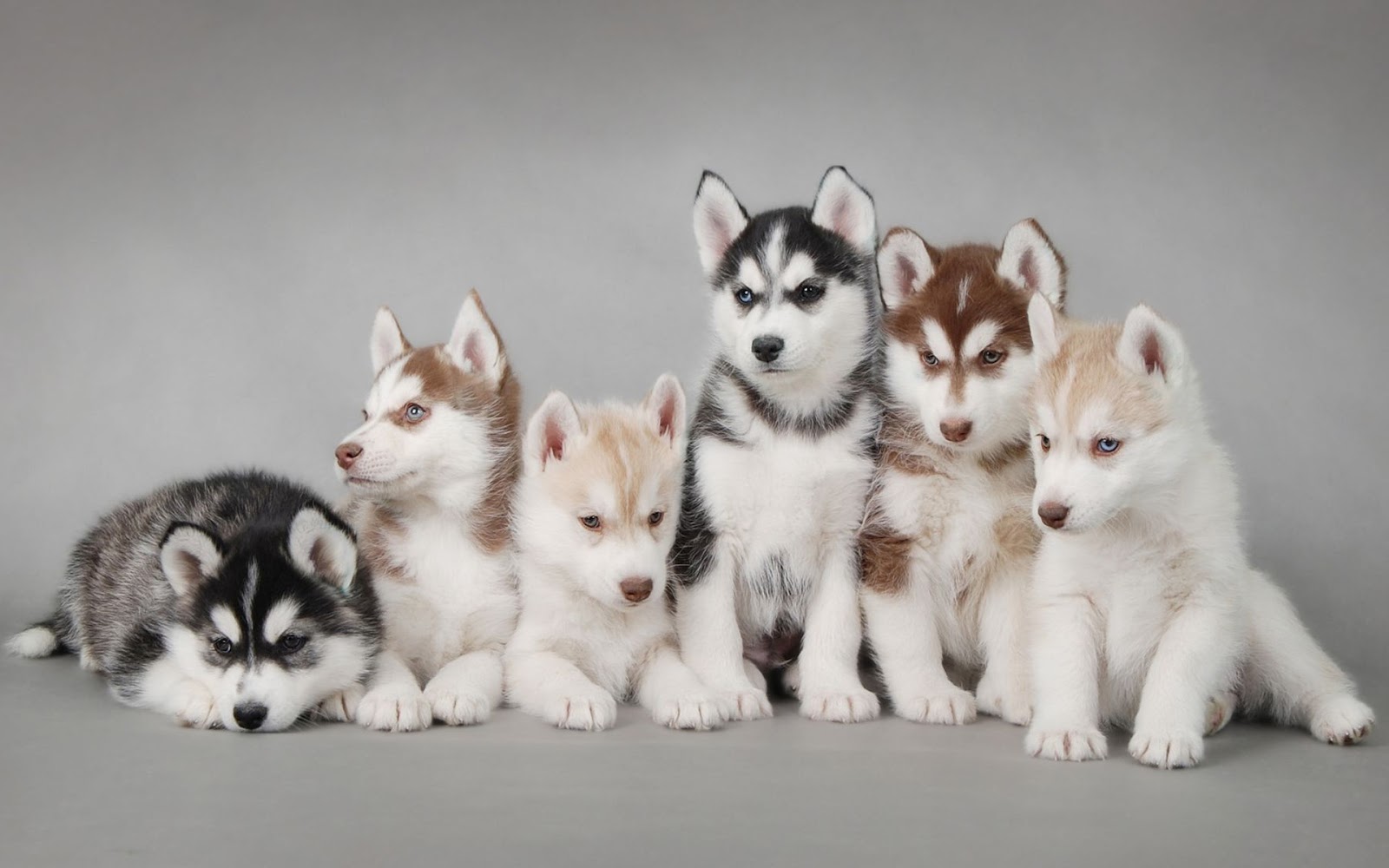 Husky Puppies | Animal Wallpapers