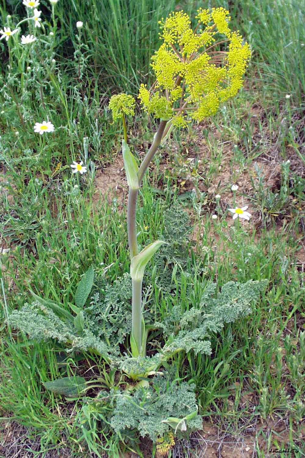 Las flores silvestres de Hormaza: Thapsia villosa