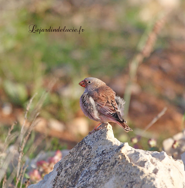 Roselin githagine, un oiseau aux douces couleurs!(Bucanestes ...