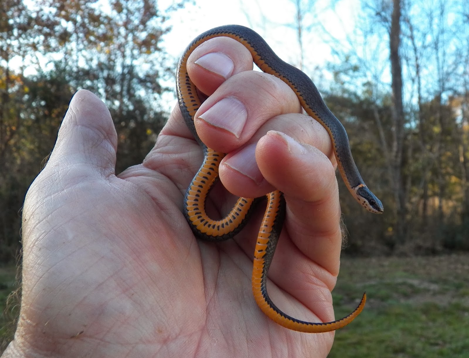 Ron's Primitive Skills: Critters continued