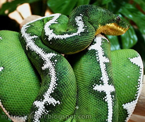 Meryem Uzerli: Top 10 Most Beautiful Snakes in the World