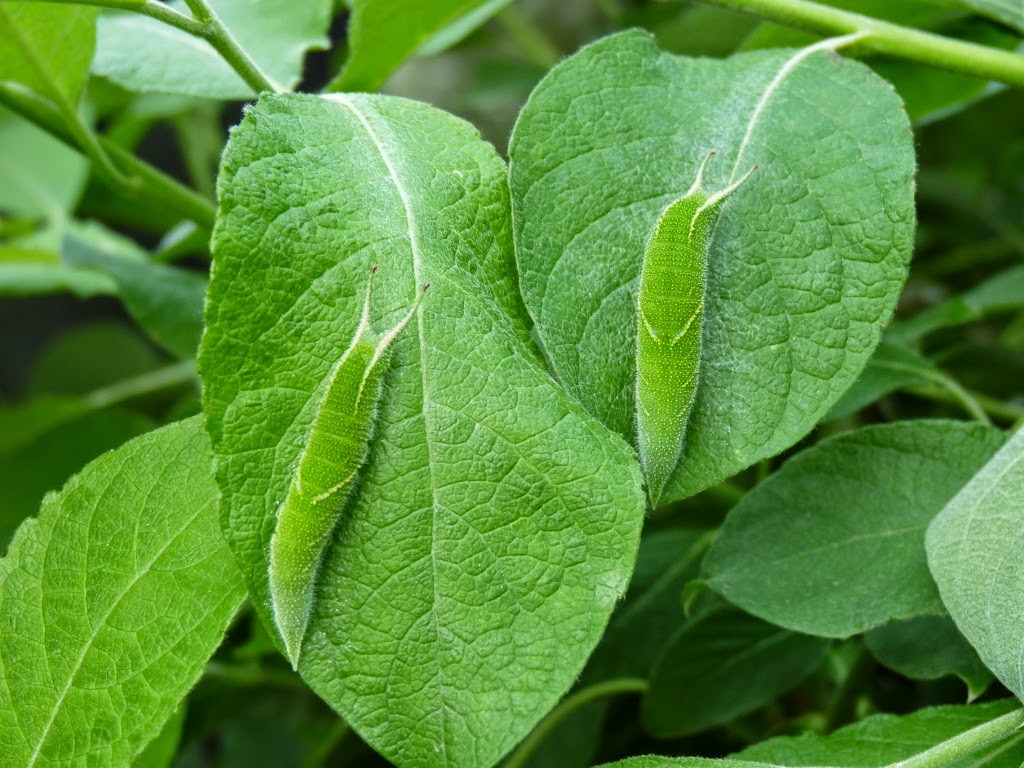 The Purple Empire: The State of the Nation's Caterpillars