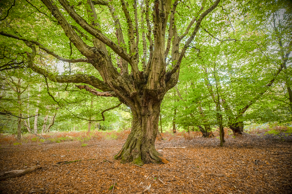 Ann Miles Blog: Epping Forest Trees and Fungi