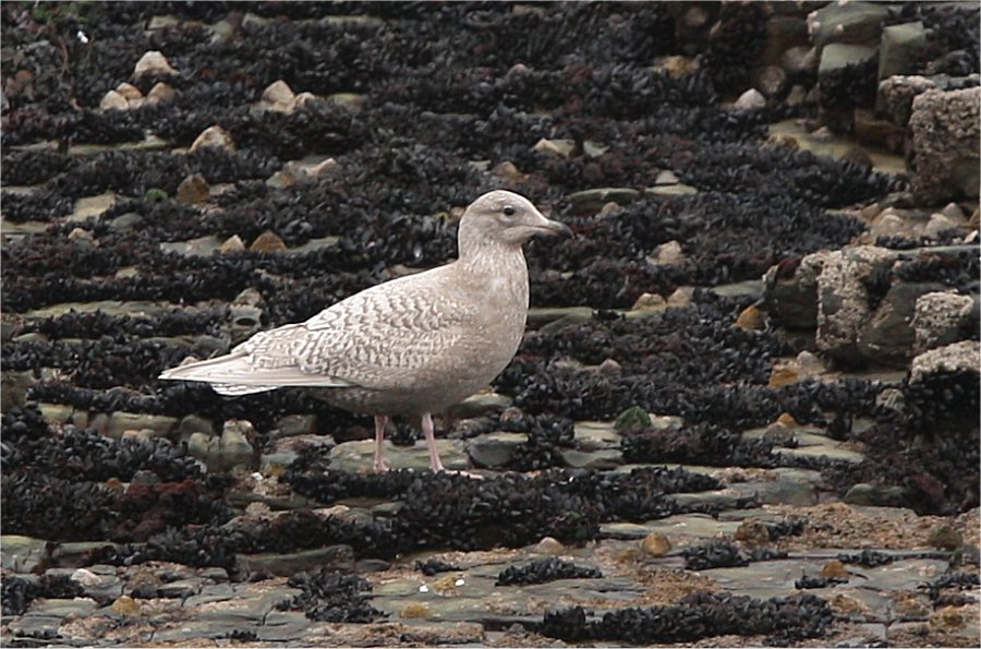 Murfs Wildlife : More Iceland Gulls