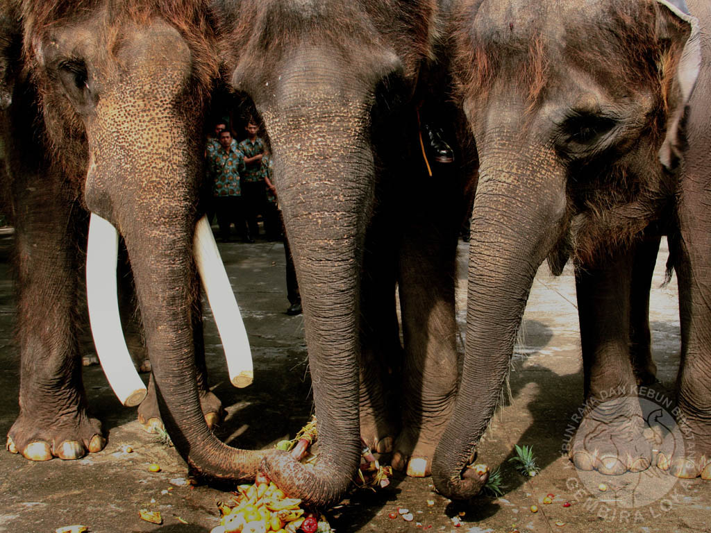 Hewan-hewan langkah di Indonesia yang dilindungi: Beberapa Hewan ...