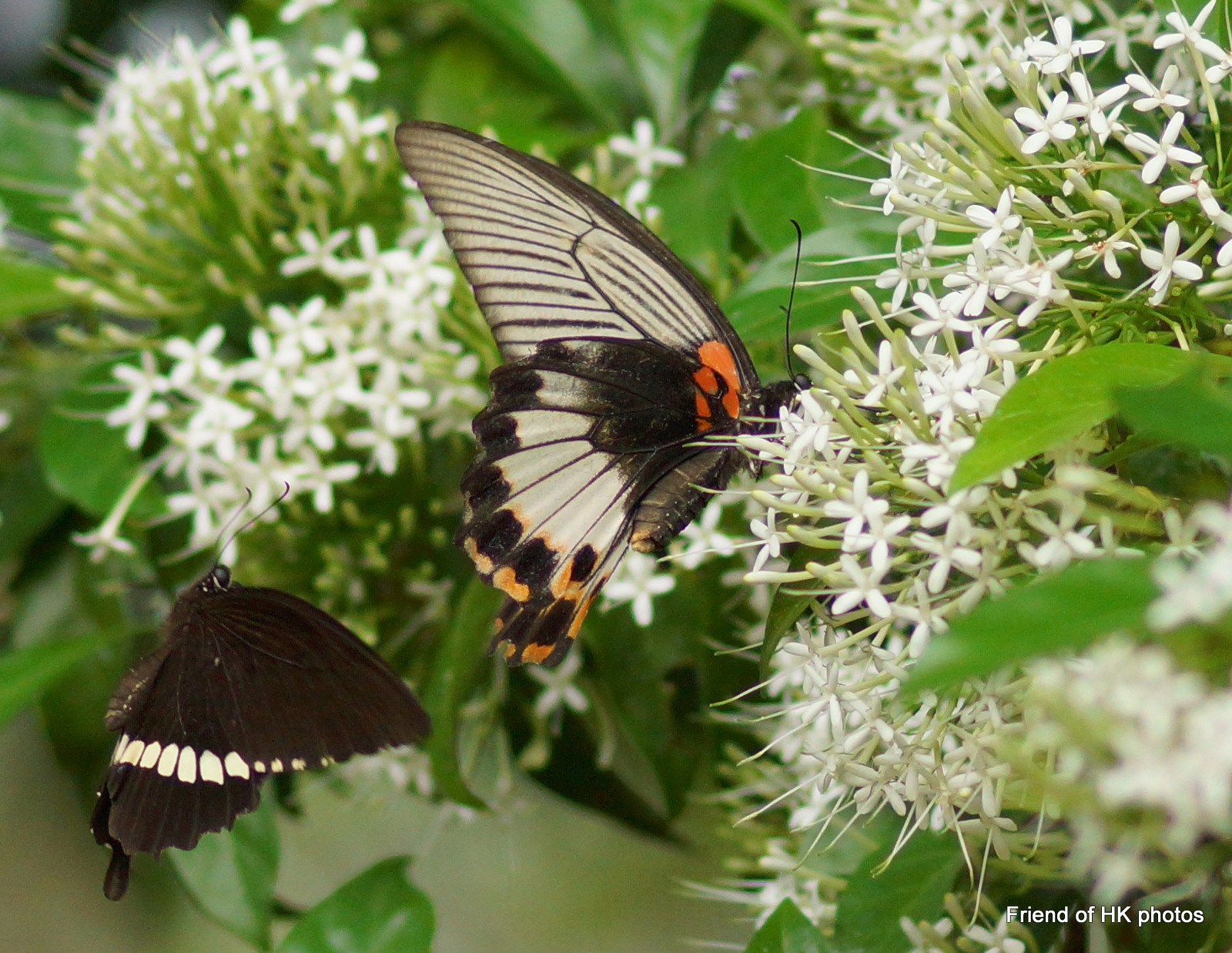 Photographic Wildlife Stories in UK/Hong Kong: Common Mormon ...