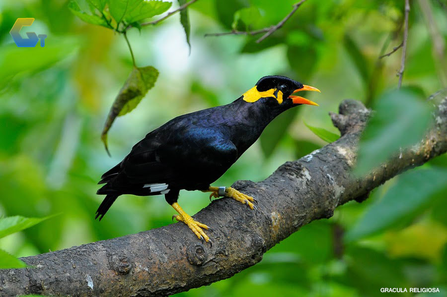 JENIS BURUNG BEO YANG BISA ANDA PELIHARA - GOSIP TERKINI