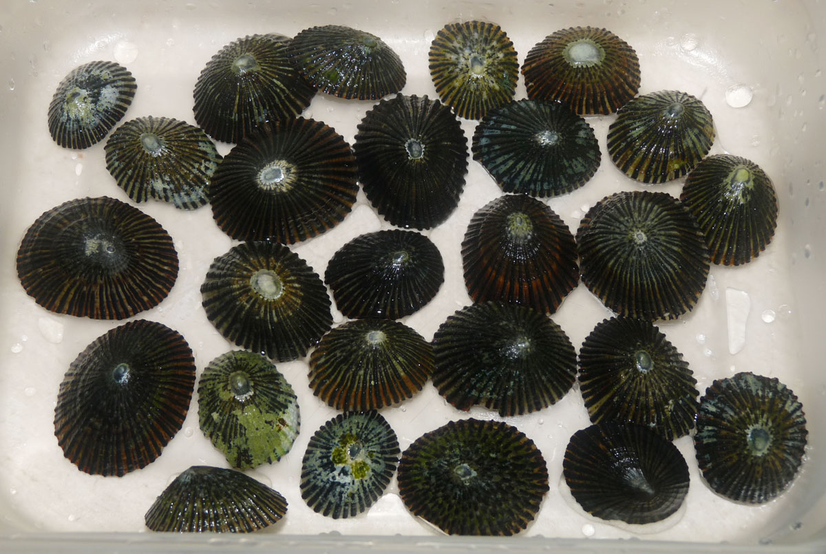 Kahelelani & Sunrise shell jewelry by.... Janjira: Opihi shell jewelry!