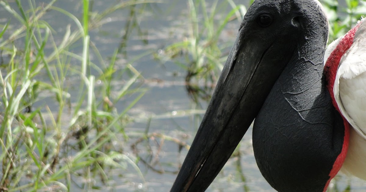 Real Monstrosities: Jabiru