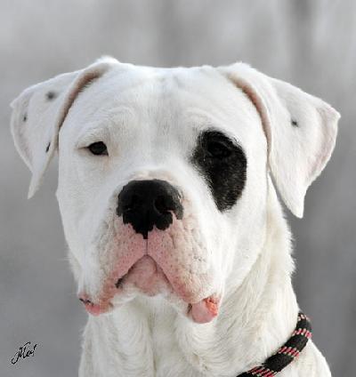 Psi i Vrste Pasa: Vrste i Karakteristike Pasa