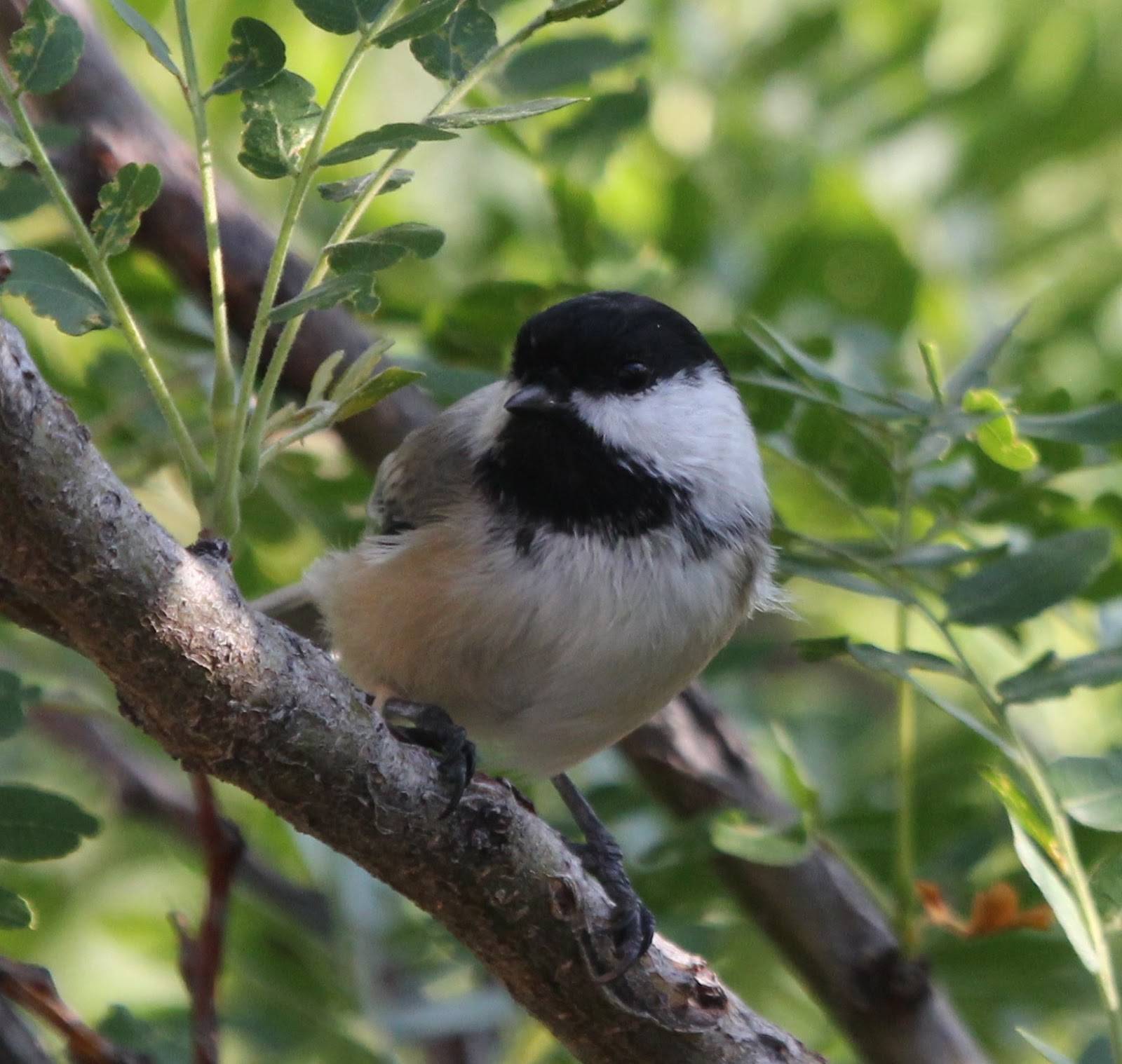 Bird Changes – Stephen Bodio