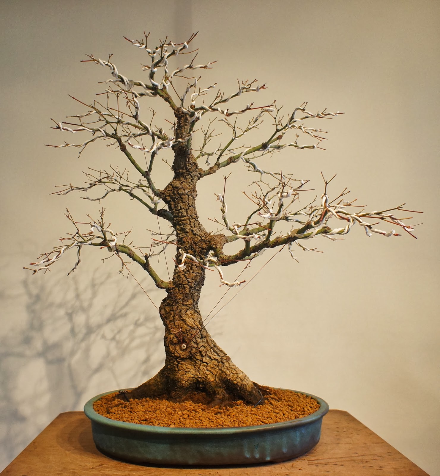 Acer palmatum Arakawa