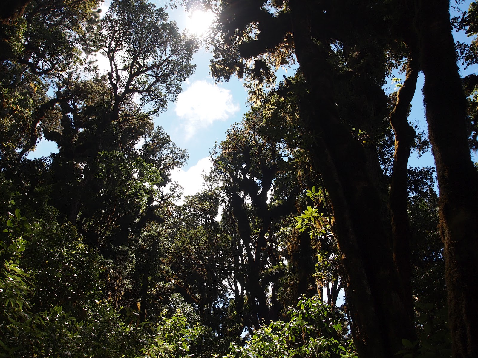 DandY South: Highest Mountain in Honduras, Check!