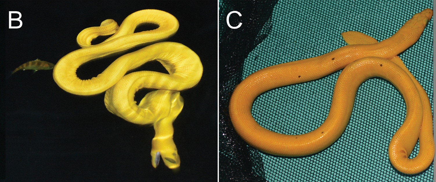 Species New to Science: [Herpetology • 2017] Hydrophis platurus xanthos ...