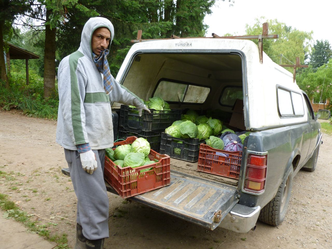Glen Valley Organic Farm: Putting together a CSA box