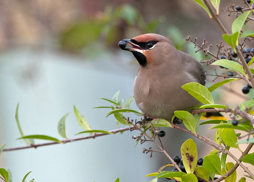 Steve Race Wildlife Photography: Waxwing Invasion