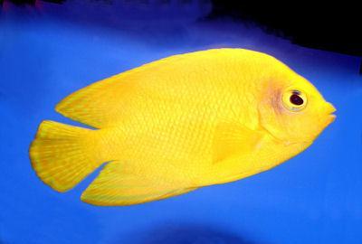 D' Ocean Aquarium: Ikan Angel (Angelfish)