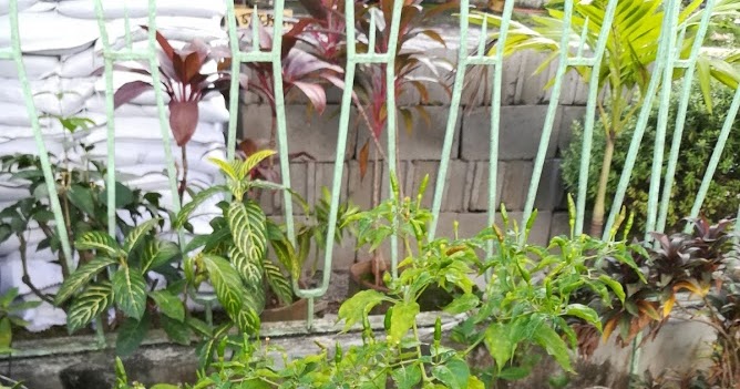 Mental Notes: GROWING SILING LABUYO