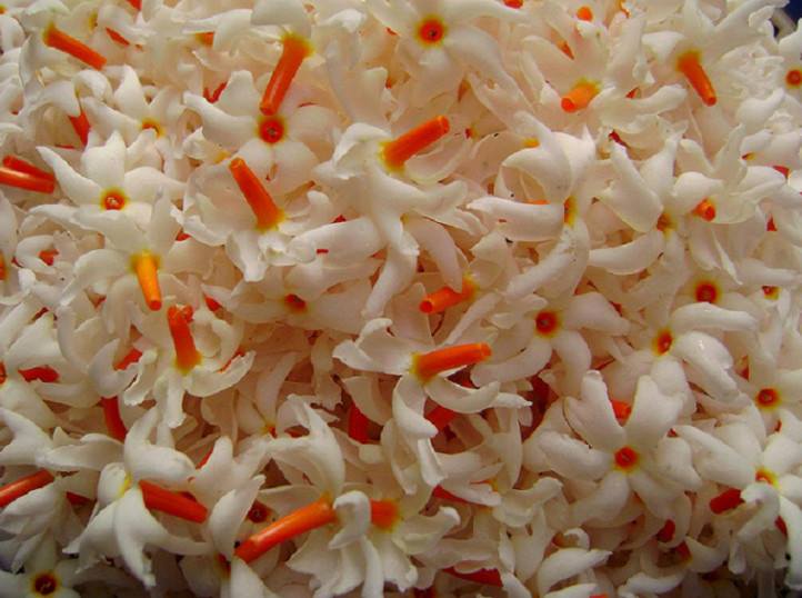 Night-Flowering Jasmine - Coral Jasmine - Nyctanthes Arbor-Tristis ...