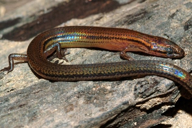 wildsingapore news: New iridescent lizard species found in Cambodia