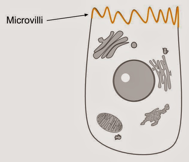 AS Biology: The appearance, ultrastructure and function of microvilli.