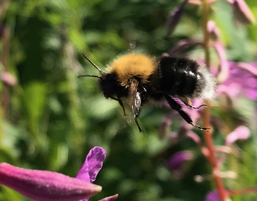 Vilt og vakkert: Saft av geiterams