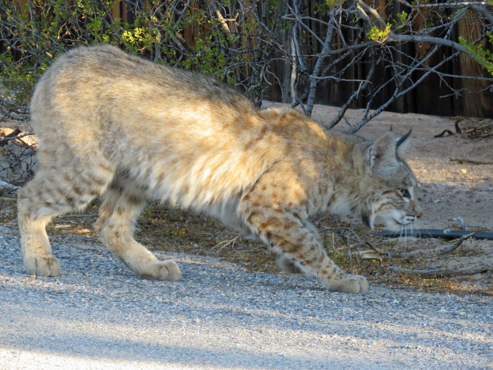 Desert Packrat: Bobcats