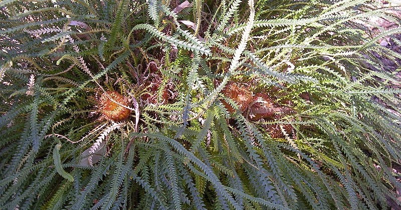 Variety of Life: Dryandra