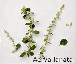 Herbal plants of Sri Lanka: Kola Kanda
