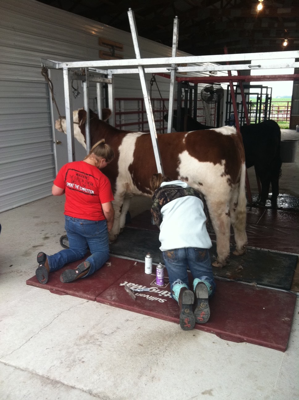 Holtkamp Cattle Co: Fitting clinic, one on one style.