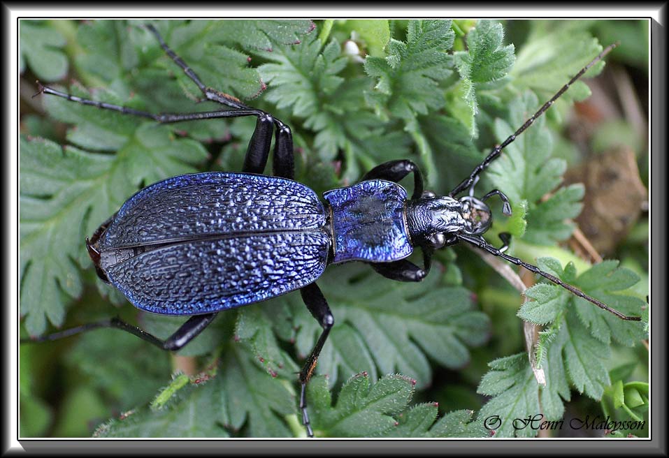 Photos araignées insectes fleurs henri maleysson: Quelques carabes