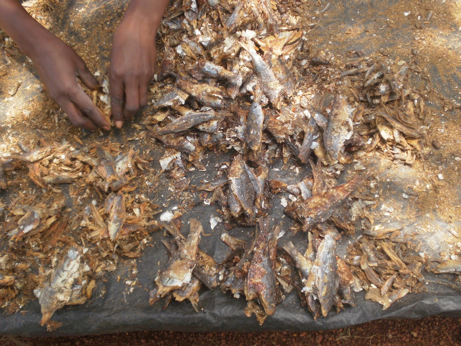 KORHOGOTIK: NIOFOIN: AL CORAZÓN DEL PAÍS SENUFO