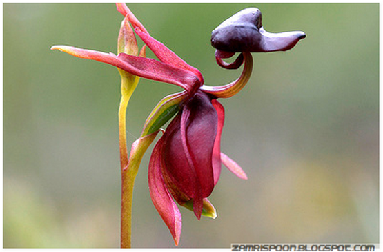 Pelik ! Bunga Orkid Yang Sangat Unik Menyerupai Itik ~ zamrispoon