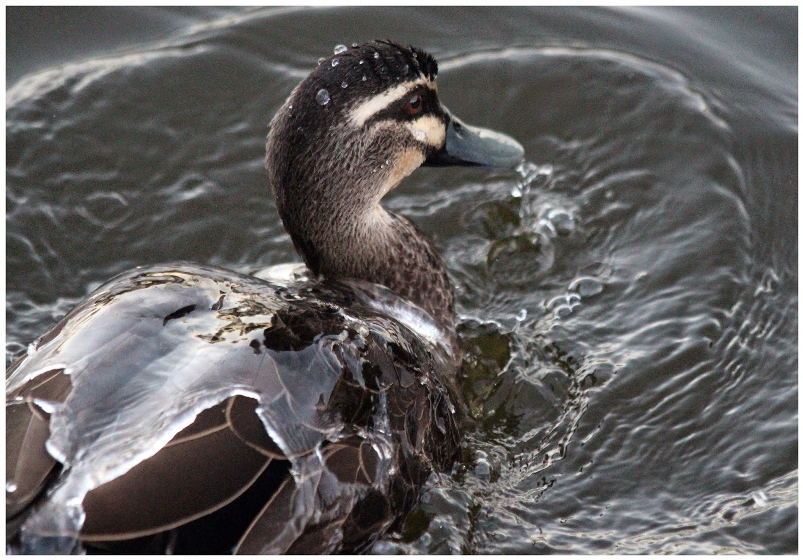 Susan snaps - a project 365: April 21. Day 111 Like water off a duck's back