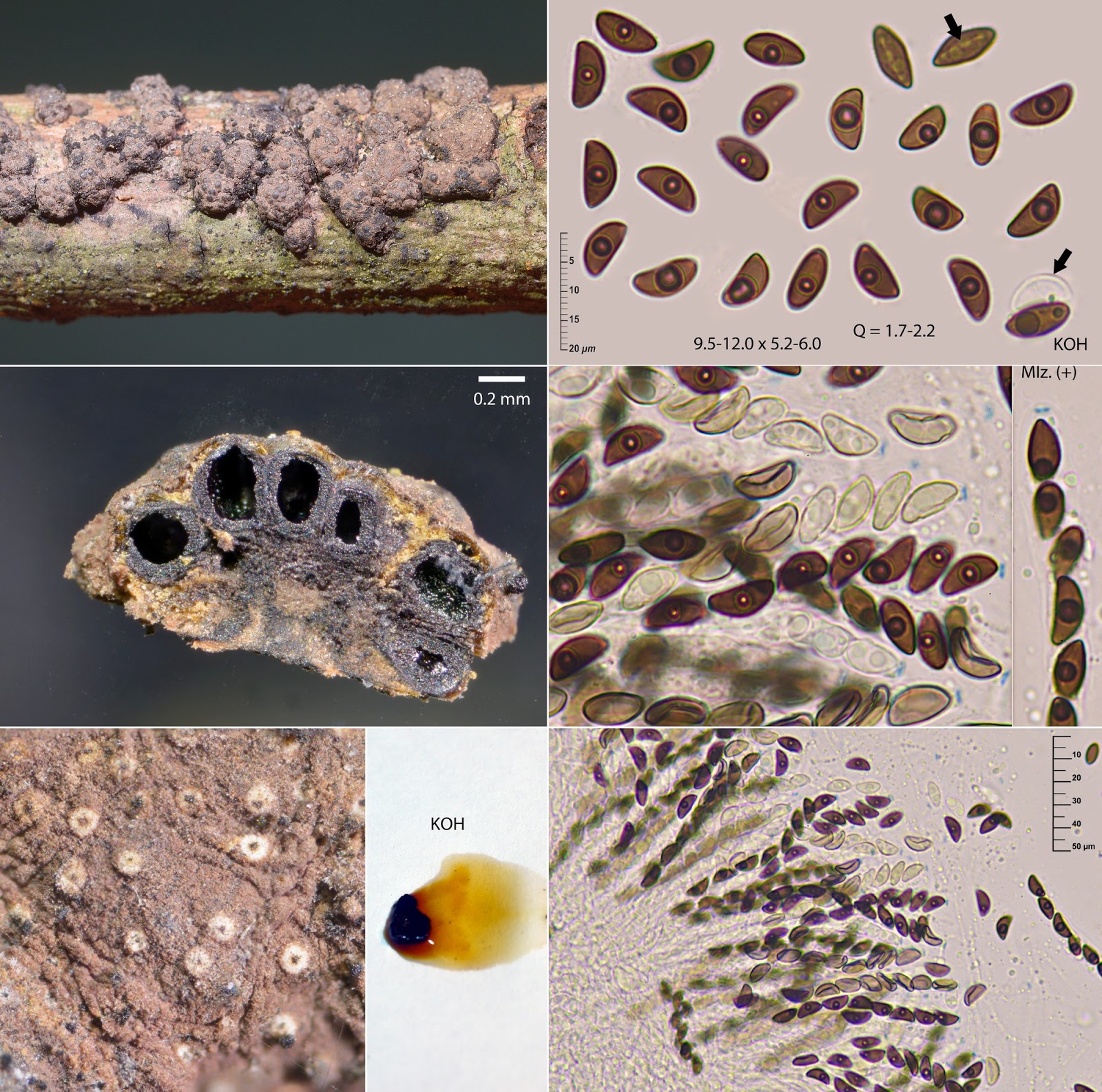 Hypoxylon perforatum (Schwein.) Fr. • CEMAS Orden Xylariales