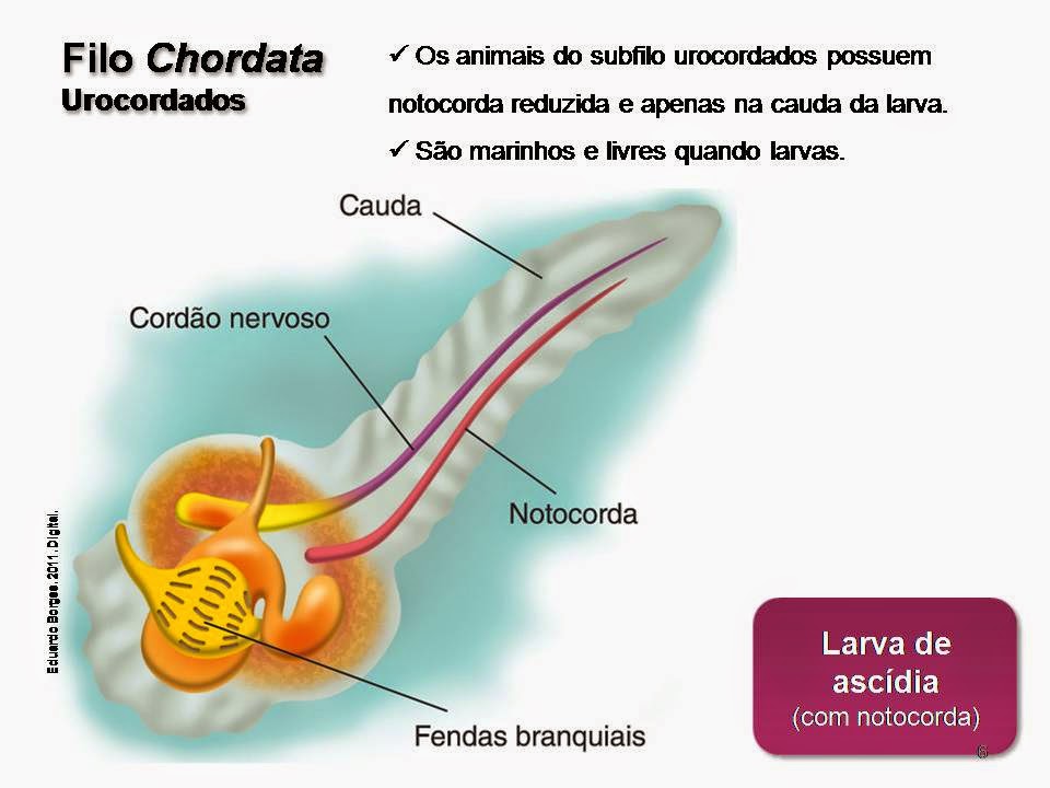 Bio prof. Viviane: Aula - Filo Chordata