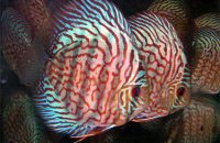 Acqua Tropical: Riproduzione discus