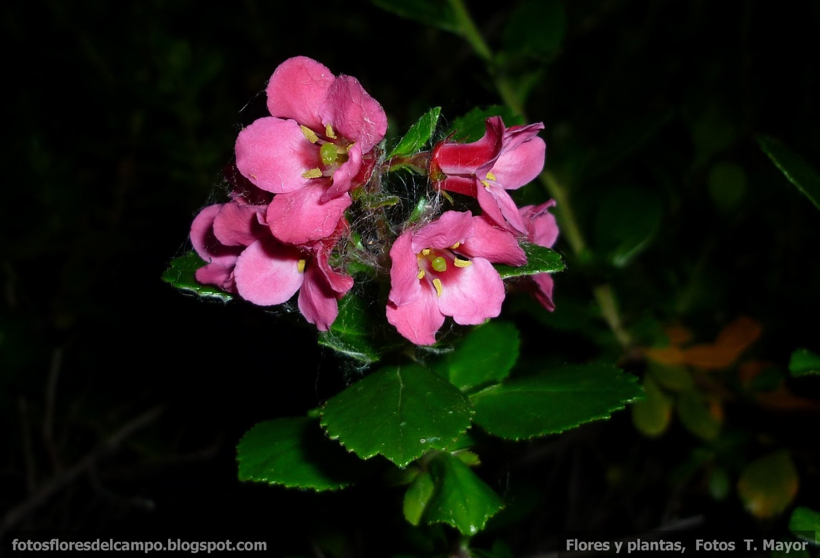 Flores y plantas silvestres: " Escallonia rubra var. macrantha ...
