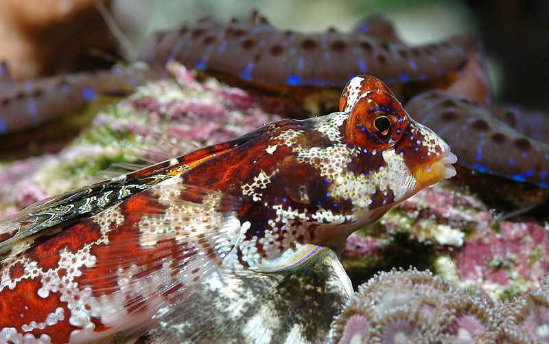 Pink Scooter Red Blenny
