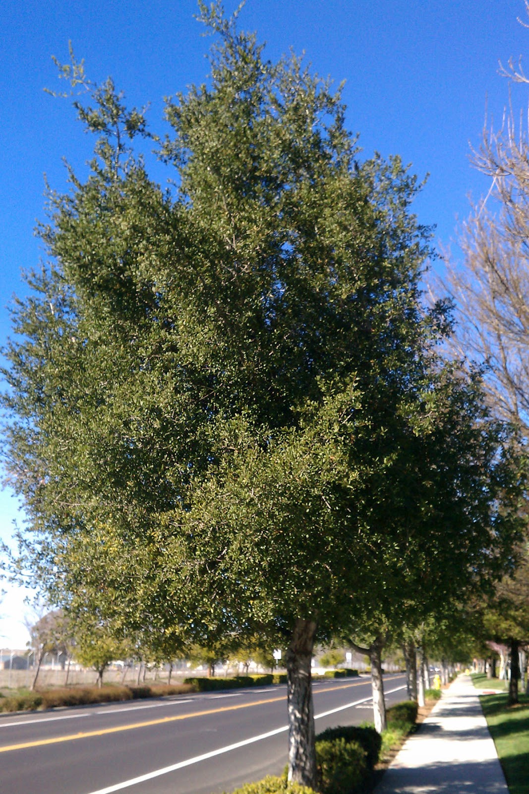 Eden By The Bay: Street Trees Through the Seasons – Nuttall’s Scrub Oak