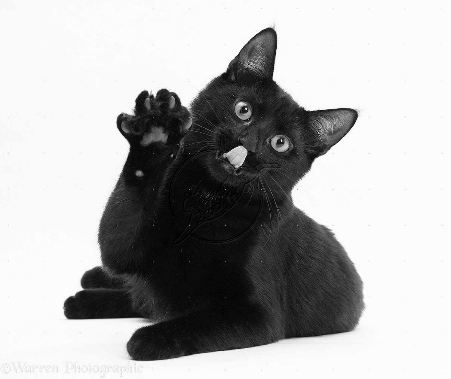 Foto Kucing Hitam Terlucu