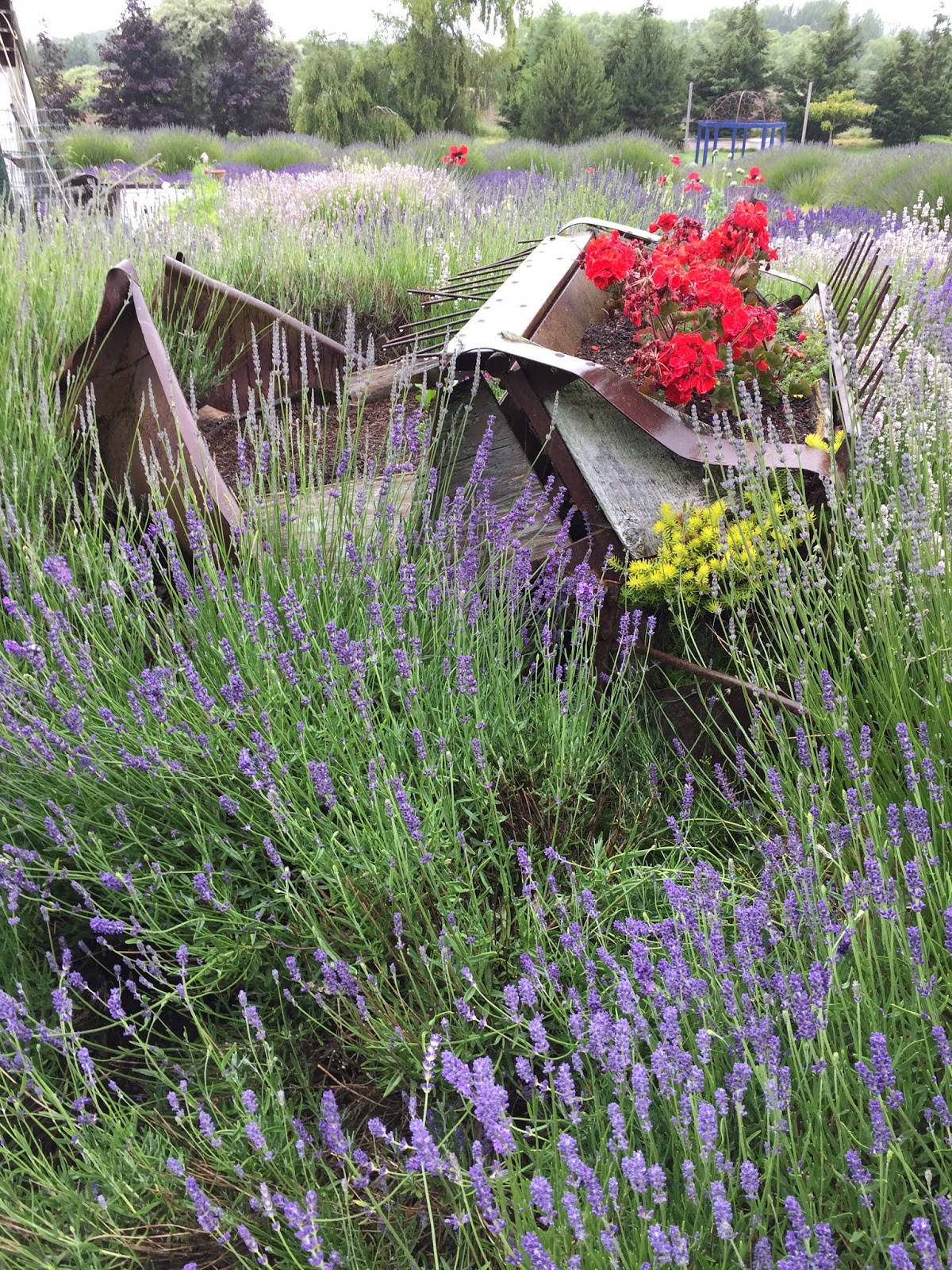 Antiques And Teacups: Tuesday Cuppa Tea Sequim Lavender Festival ...