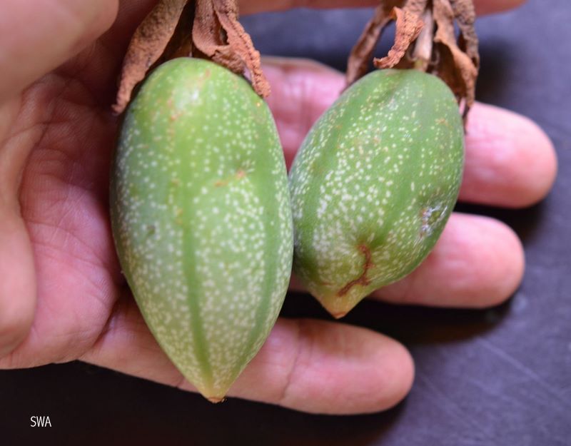 Tropical Biodiversity - Santarém - Pará - Brasil: Wild passion fruit