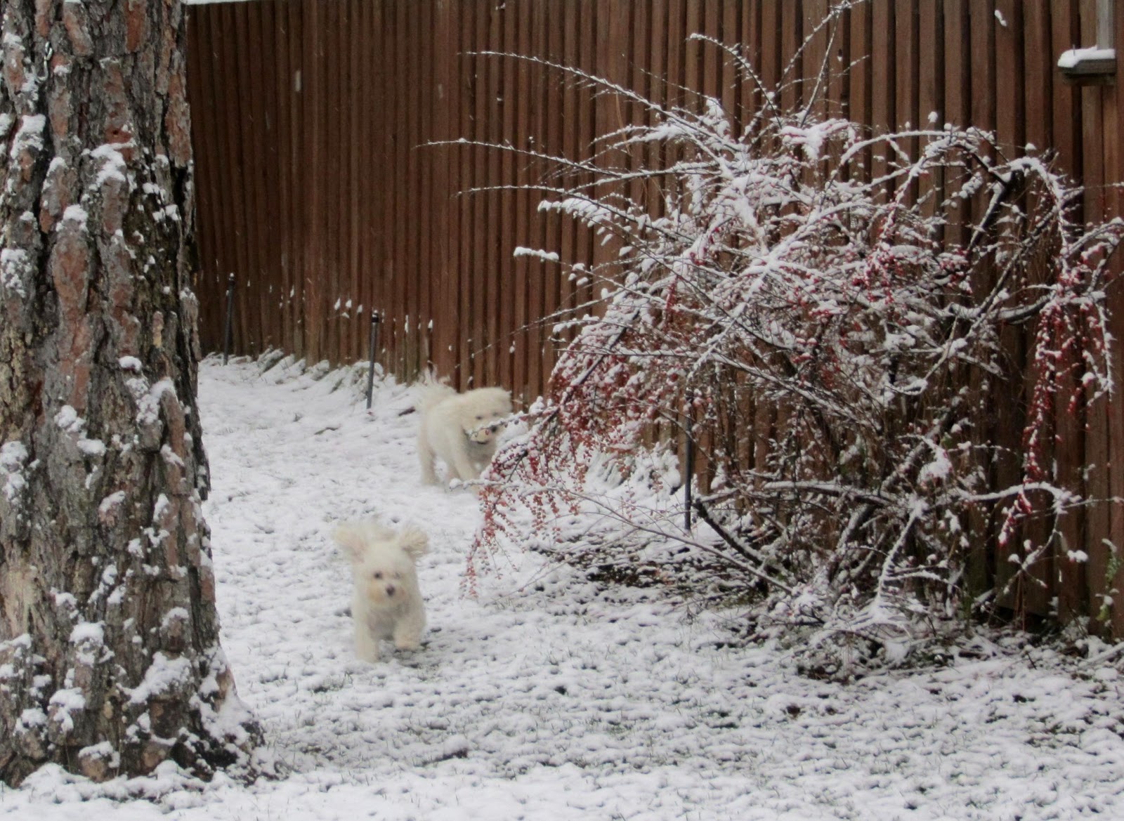 Life in Post Falls, Idaho: First Snow