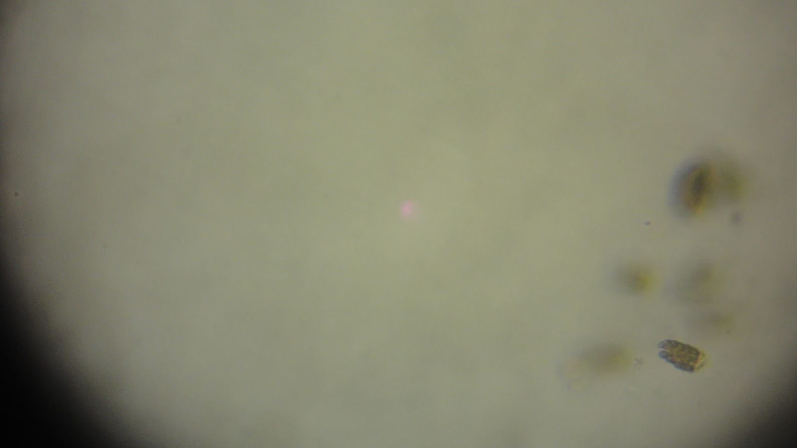 Ciências Biológicas : Aula prática criptogamas - ALGAS