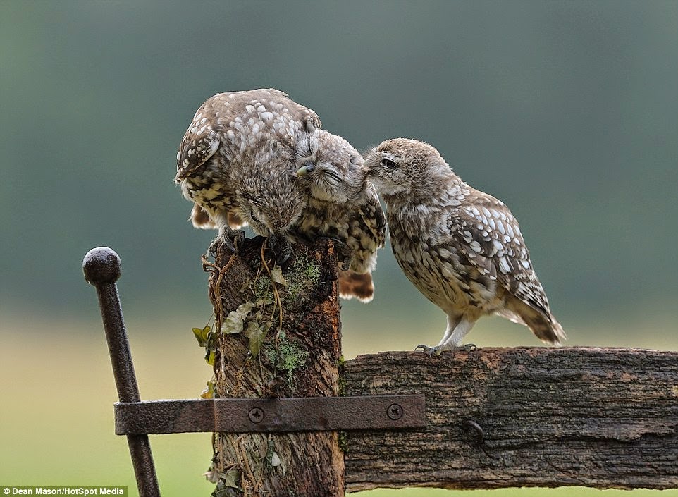 Adorables: Pequeño búho siente celos y exige la atención de su hermano ...