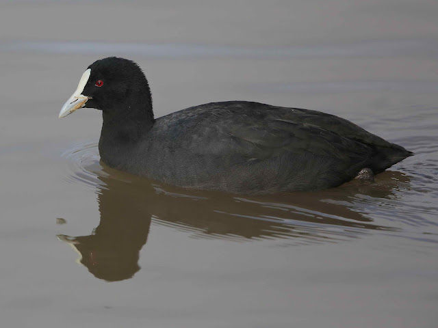 Avithera: Aquatic birds with lobed feet