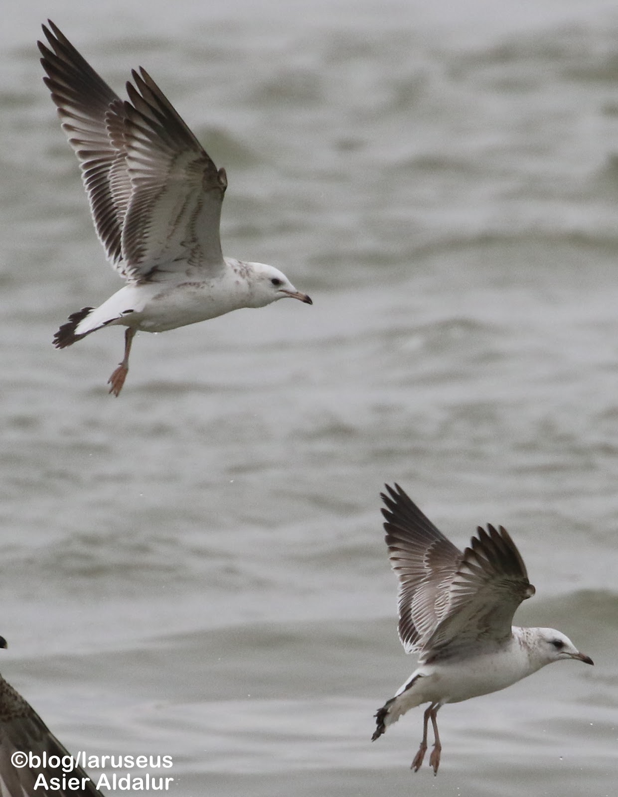 Larus.eus: (Larus Canus heinei) Common gull of Russian/Gaviota Cana ...