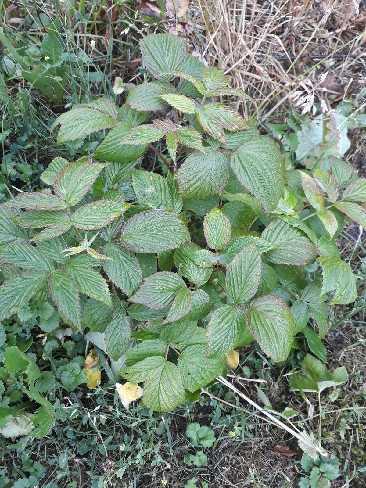 Pilk aeda: Vaarikas "Polka"